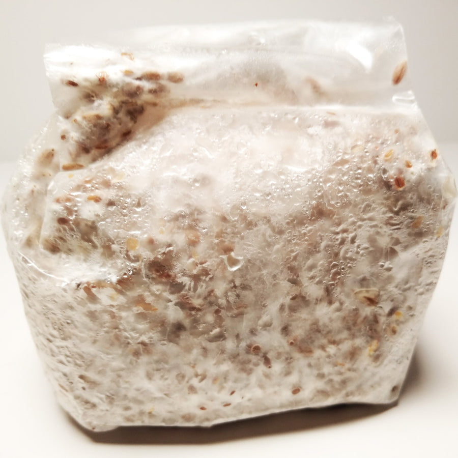 Inoculated Grain spawn for Commercial Mushroom Growers – Mycology-Supply